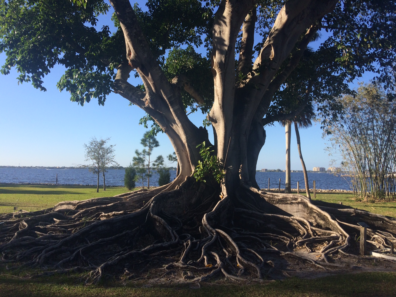 edison_tree – Meandering Matteis